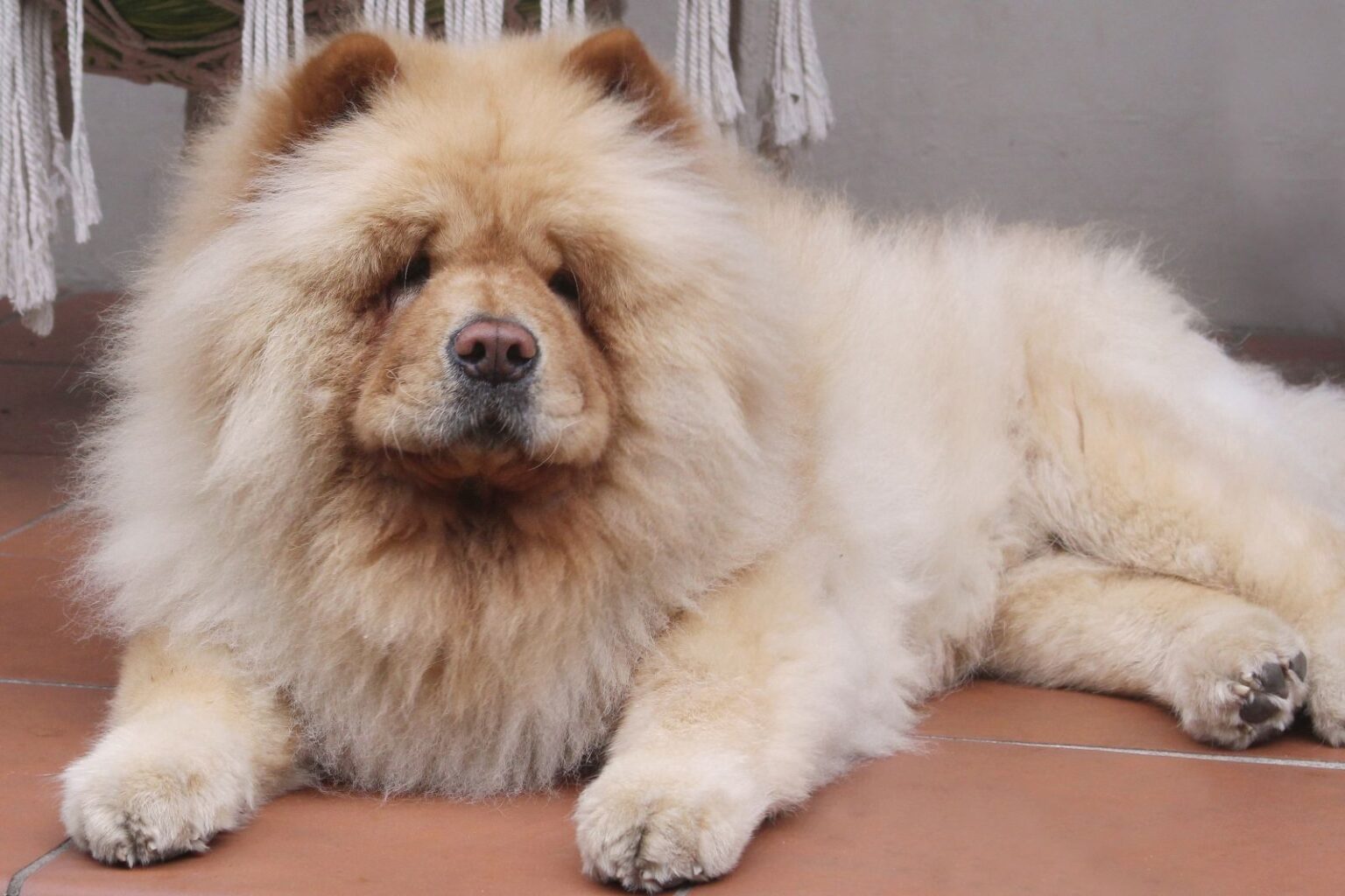 Chow-Chow : origine, caractère, santé, soins - Magazine zooplus