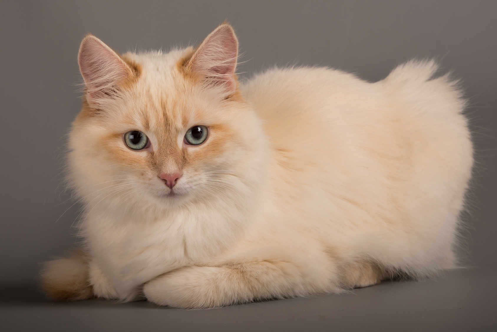 Sacré de Birmanie : origine, caractère, santé, soins | Magazine zooplus