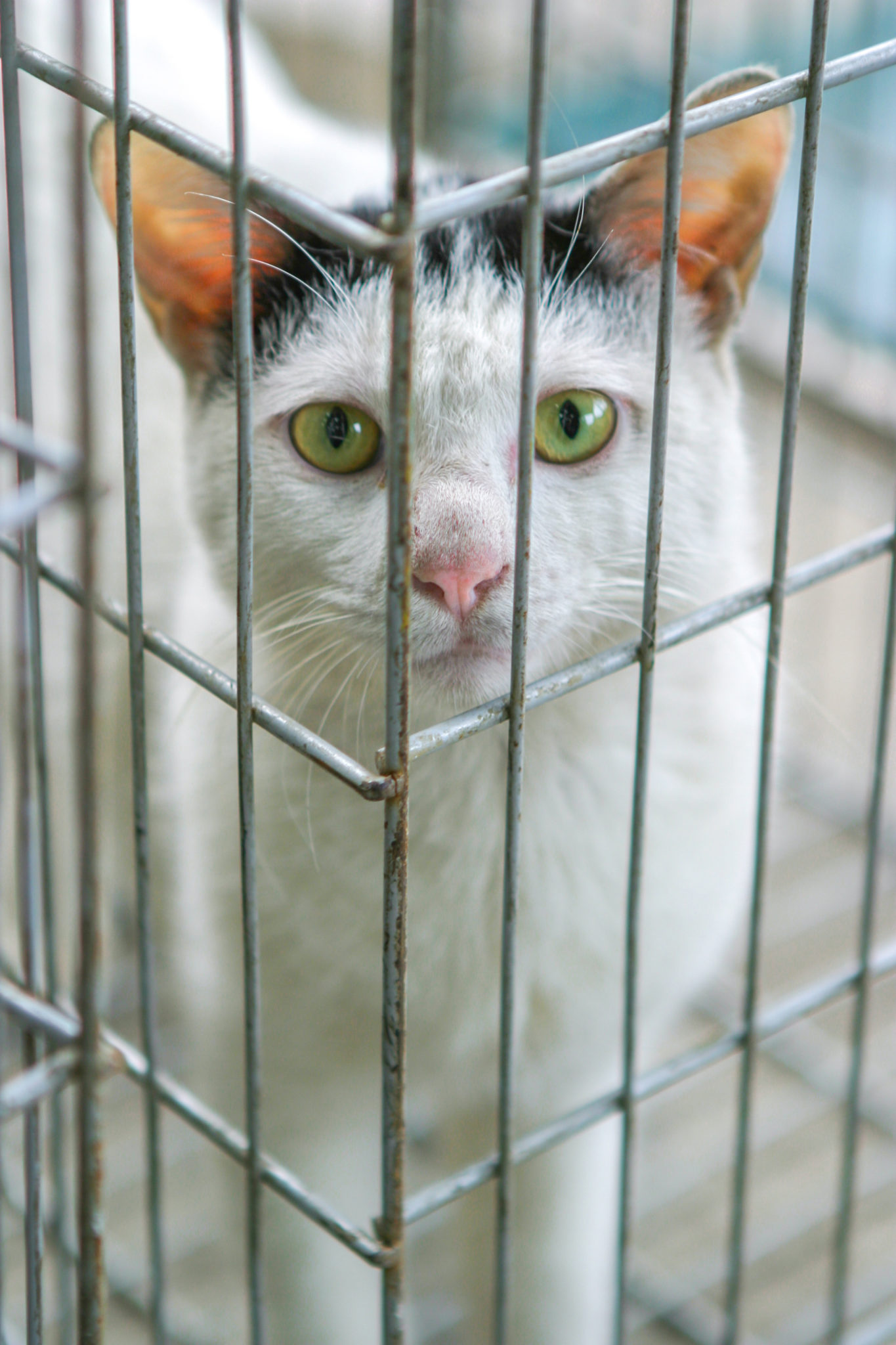 Adopter un chaton : entre élevage, animaleries et petites annonces ...