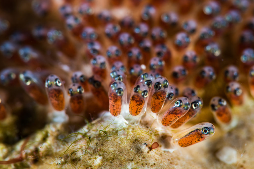 Poisson-clown : guide de l'espèce amphiprion - Magazine zooplus