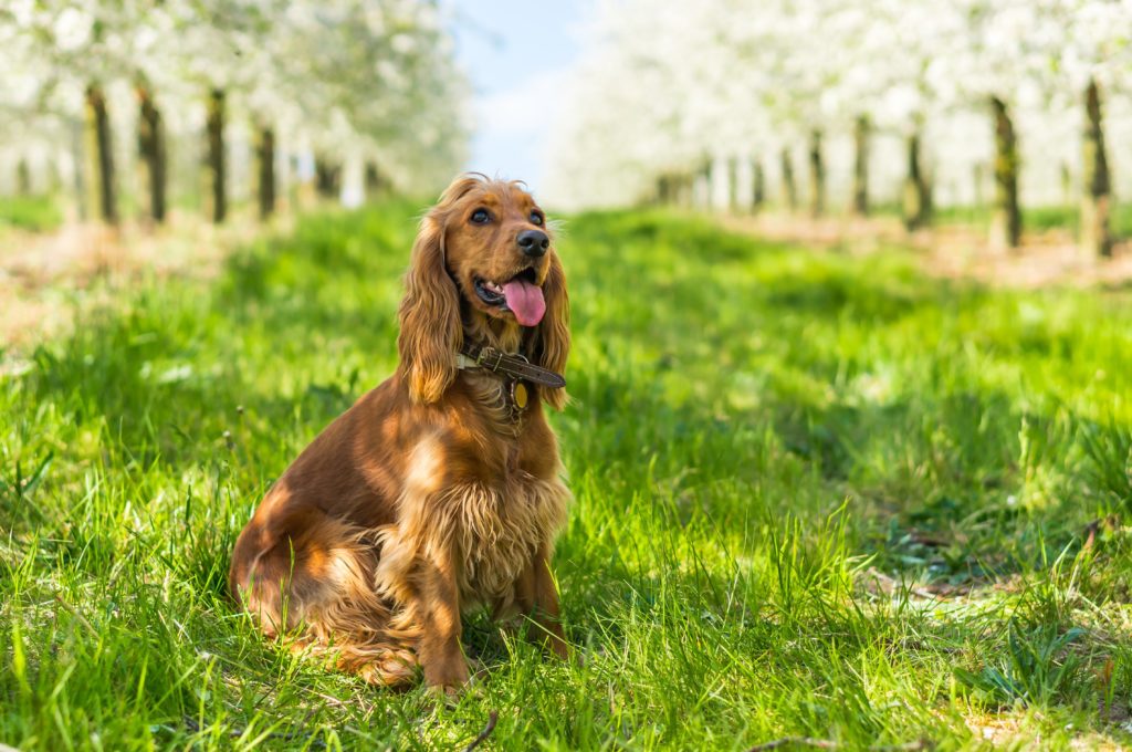 Cocker Spaniel anglais : caractère, éducation | Magazine zooplus