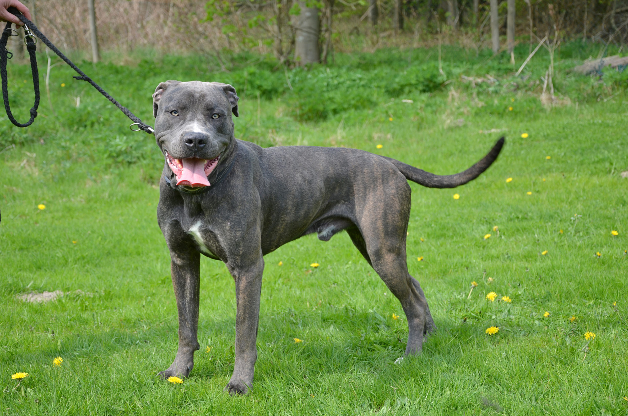 Dogue des Canaries : origine, santé, éducation - Magazine zooplus