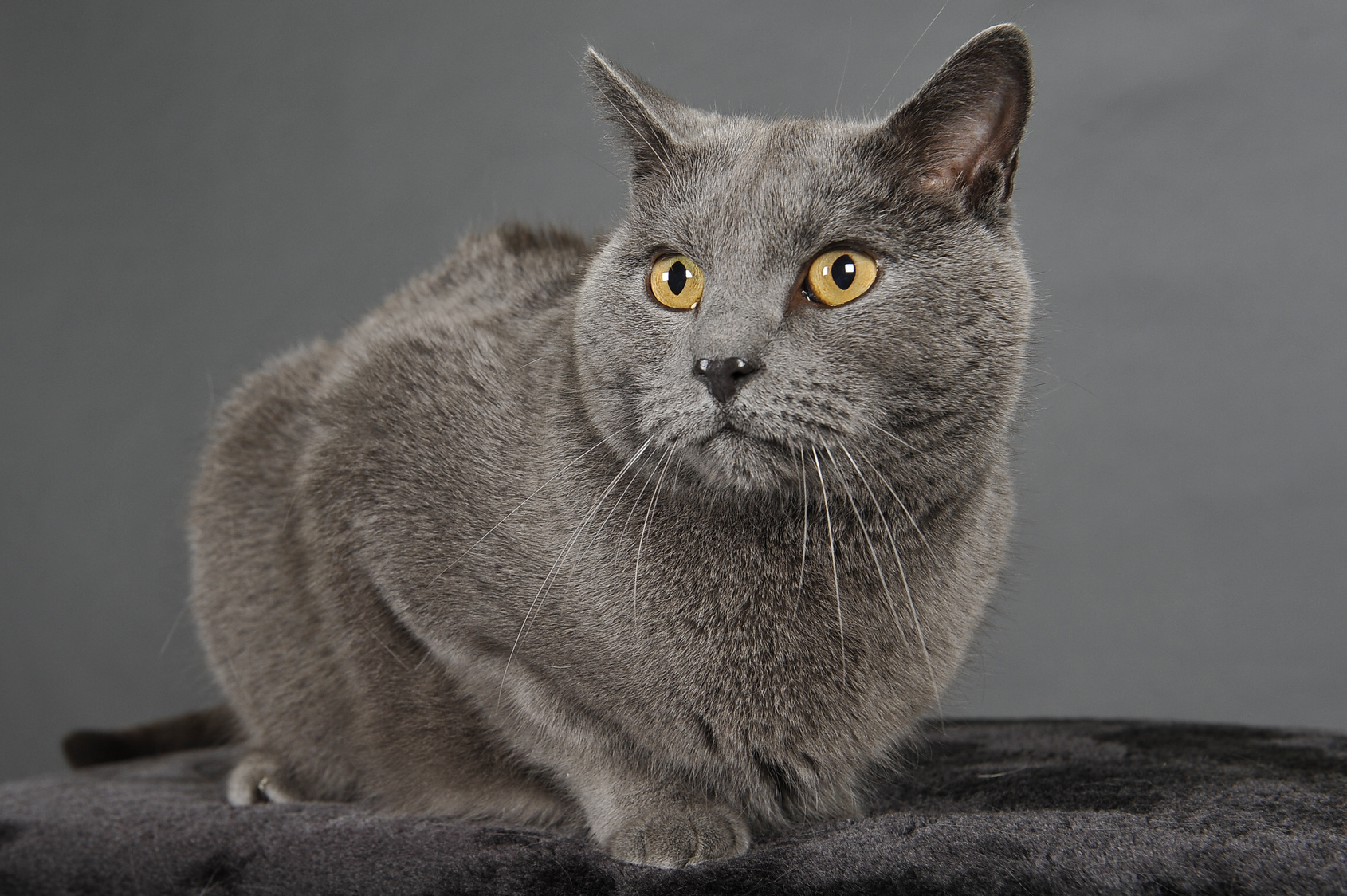 Chat chartreux : origine, caractère, santé, soins - Magazine zooplus