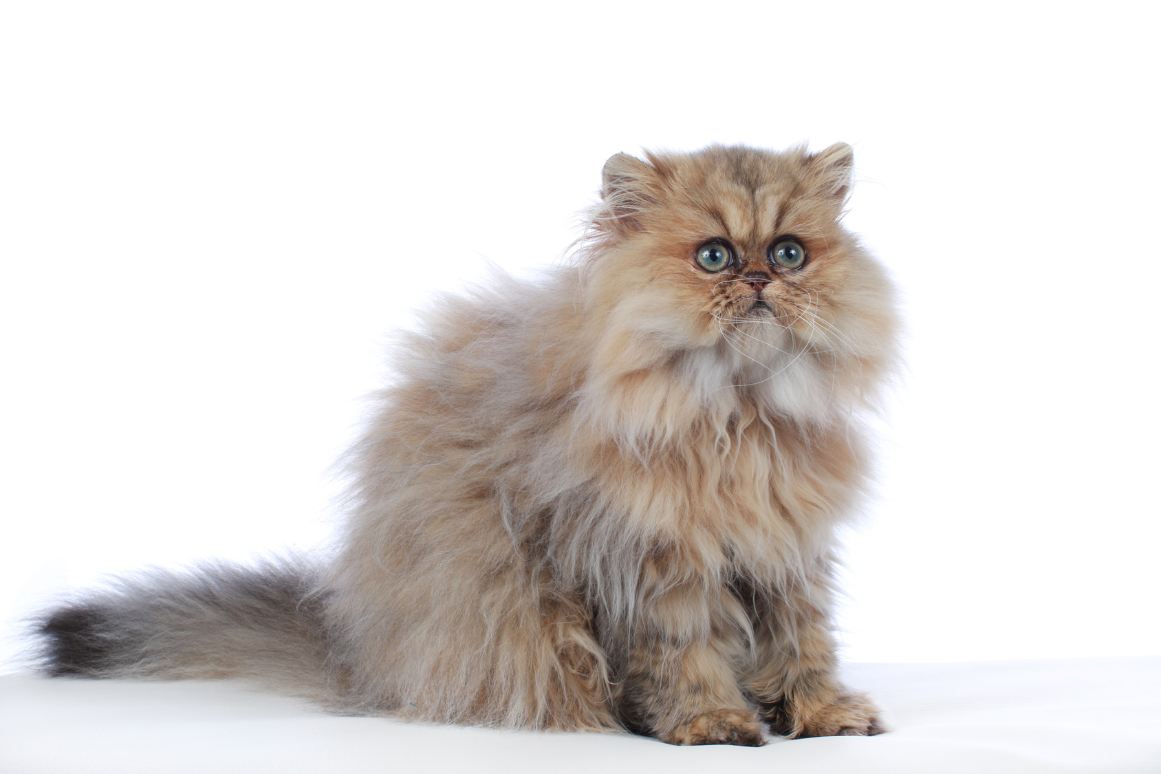 Chat Persan : caractère, soins, alimentation | Magazine zooplus