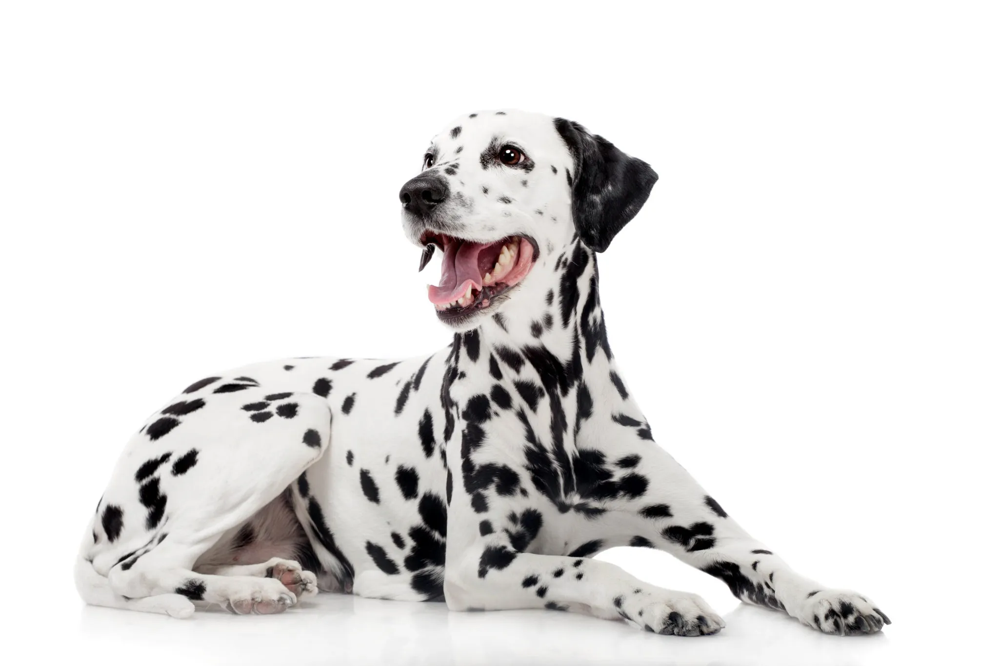 Dalmatien : caractère, origine, santé, éducation | Magazine zooplus