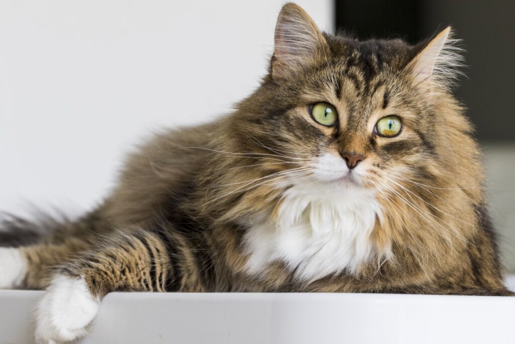 Chat Sibérien : caractère, origines, prix | Magazine zooplus