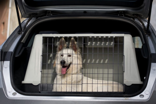 Transporter son chien en voiture en toute sécurité | zooplus