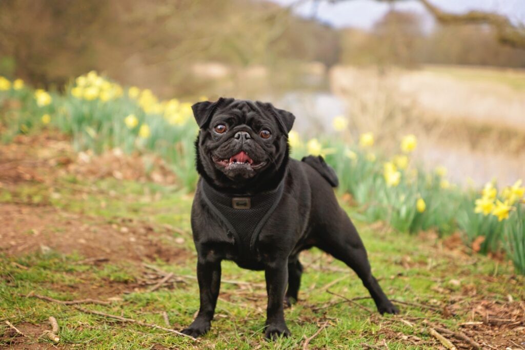 Carlin : origine, caractère, santé, éducation- Magazine zooplus