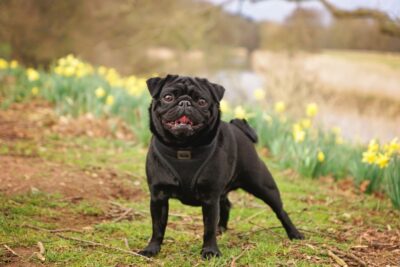 Carlin : origine, caractère, santé, éducation- Magazine zooplus