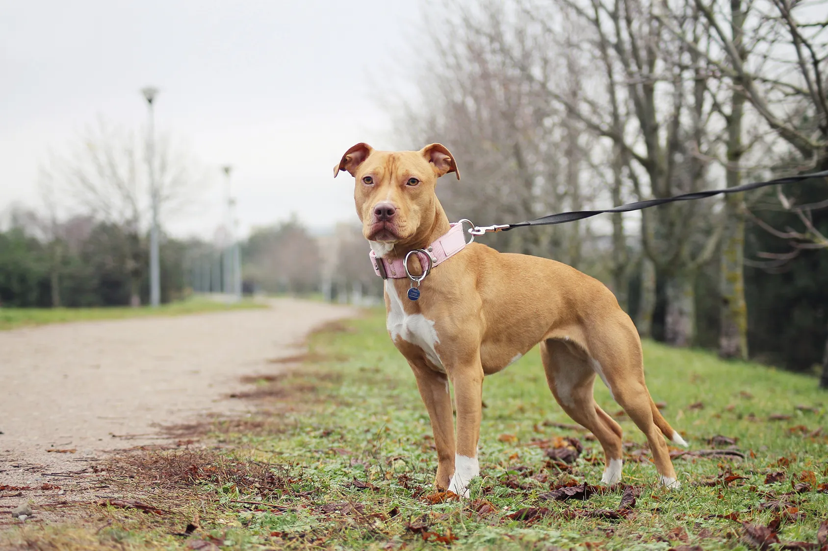 Chiens Pitbull Marron Et Blanc