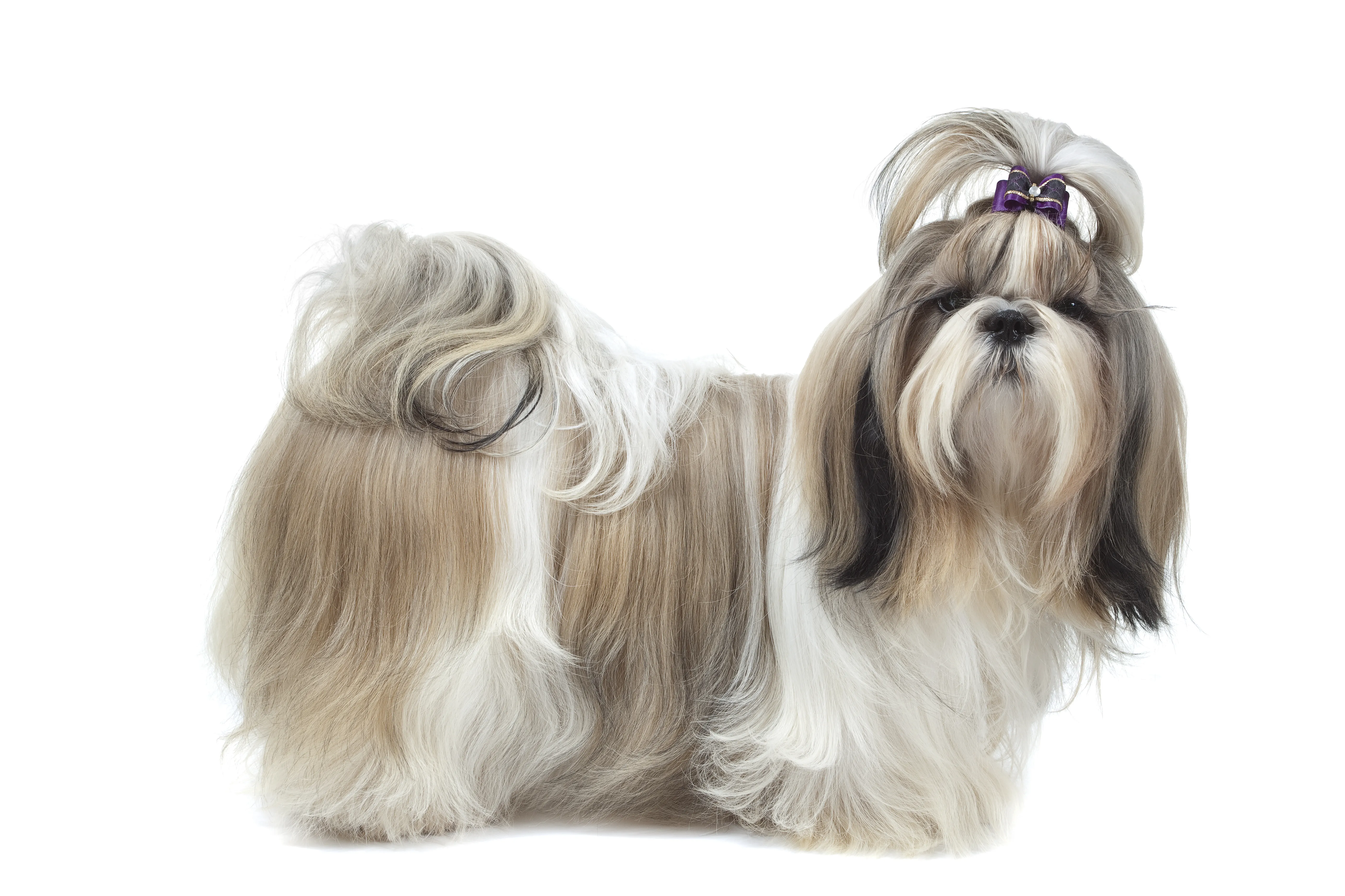 Chiots Shih Tzu Gris