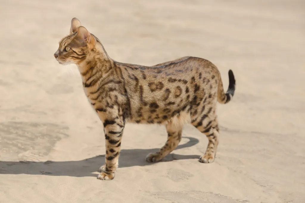 Chat Serval Africain