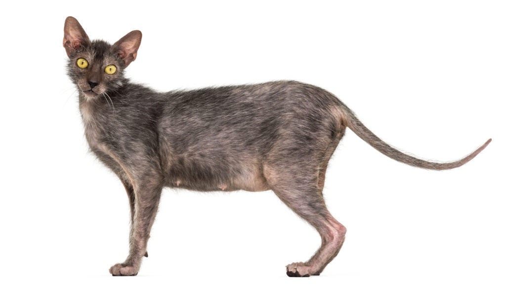 Lykoi : origines histoire santé | Magazine zooplus