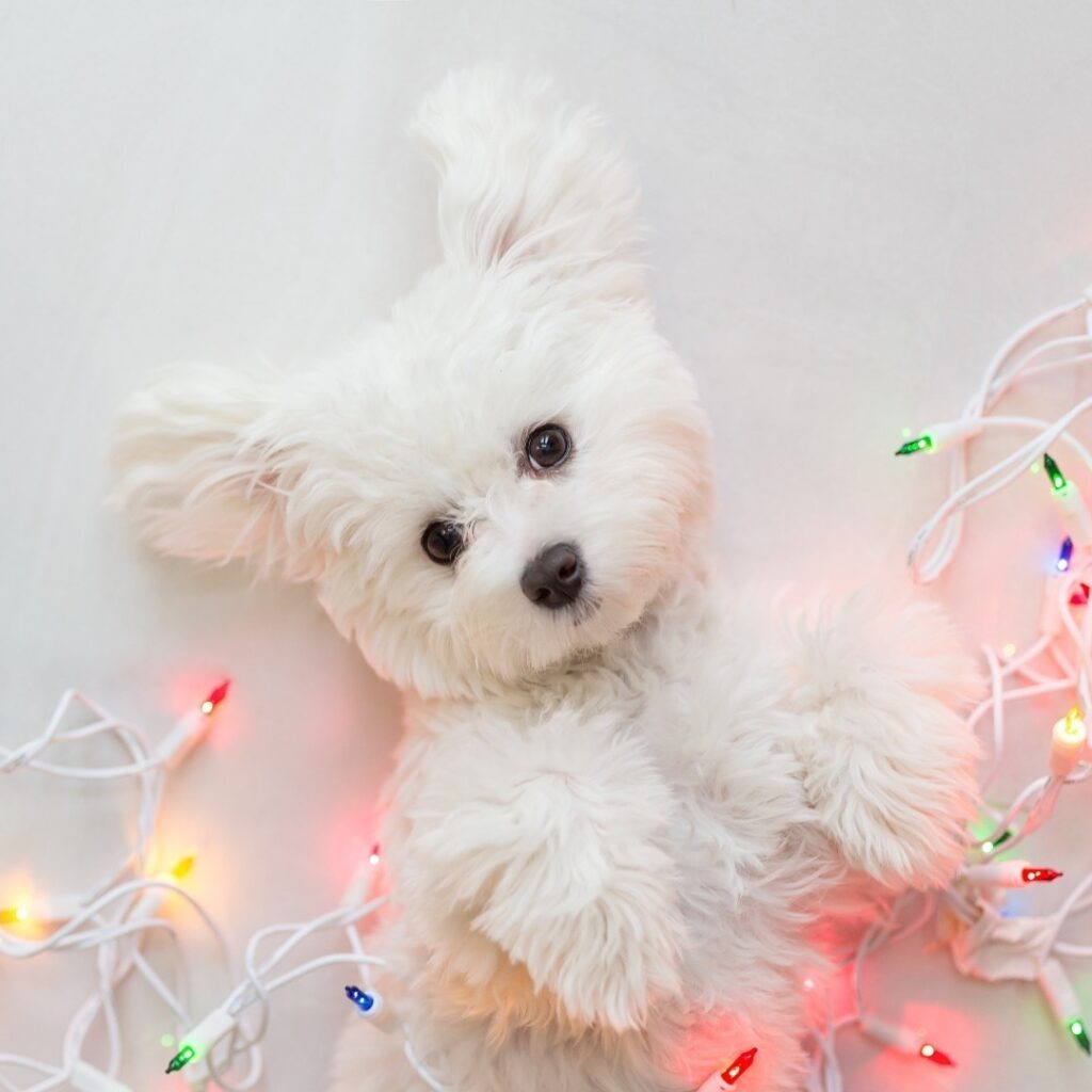 Idées cadeaux de Noël pour chien | Magazine zooplus
