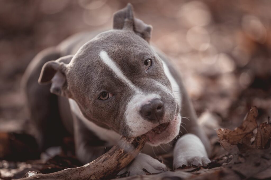 American Bully : caractère et mode de vie | Magazine zooplus