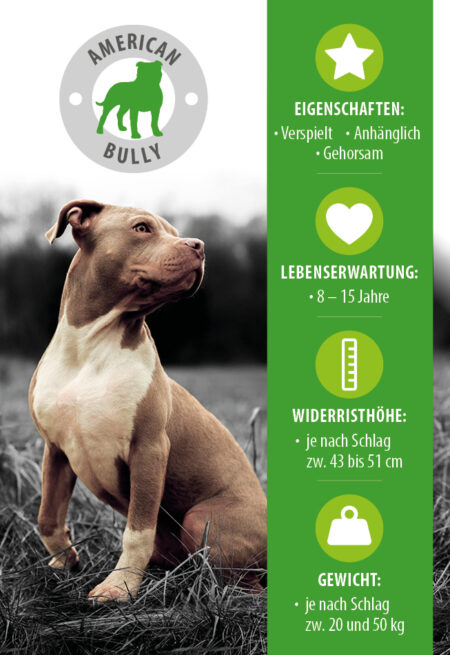 American Bully : caractère et santé | Magazine zooplus