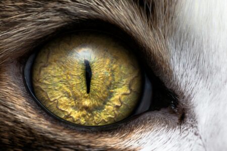 La vision du chat : Comment voient les chats ? | Magazine zooplus