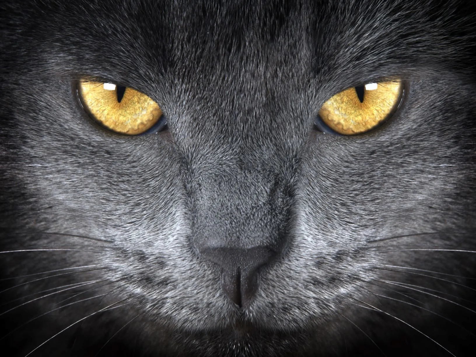 La vision du chat : Comment voient les chats ? | Magazine zooplus
