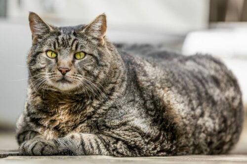 Le diabète chez le chat : tout savoir | Magazine zooplus