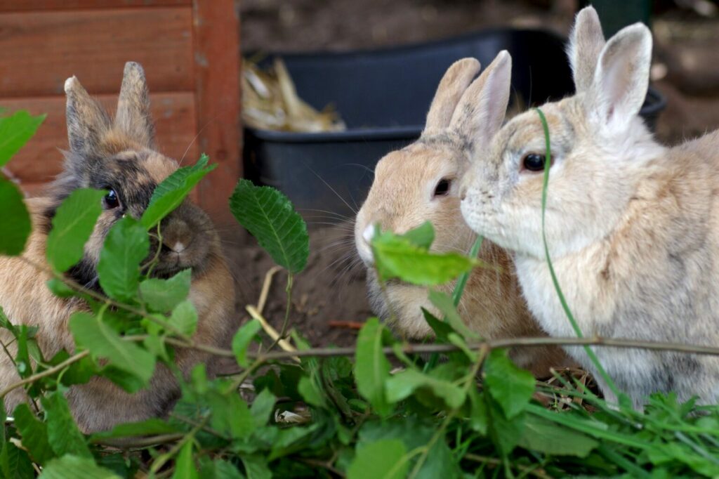 L'alimentation du lapin : bien nourrir votre lapin | Magazine zooplus