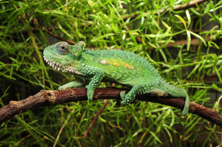 Le caméléon : le roi du camouflage | Magazine zooplus