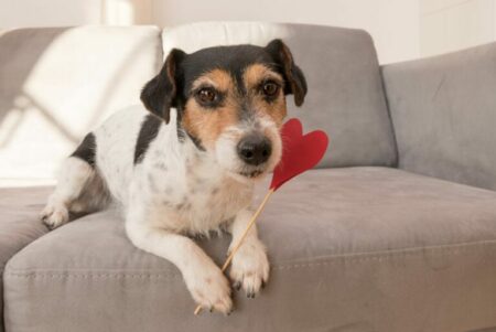 Saint-Valentin : idées de cadeaux pour chien | Magazine zooplus