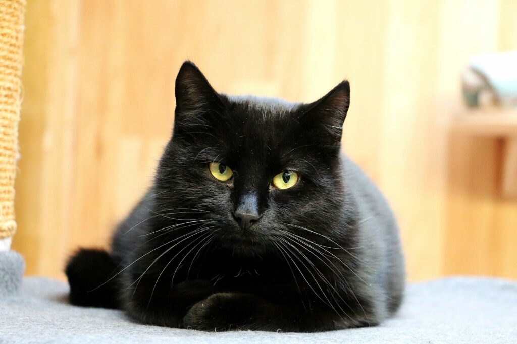 Les chats noirs : de merveilleux animaux de compagnie| Magazine zooplus