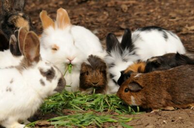 Cochon d’Inde ou lapin : qu'ont-ils en commun ? | Magazine zooplus