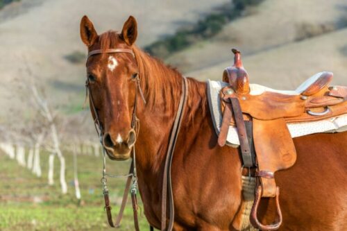 American Quarter Horse: apparence, caractère, prix | Magazine zooplus