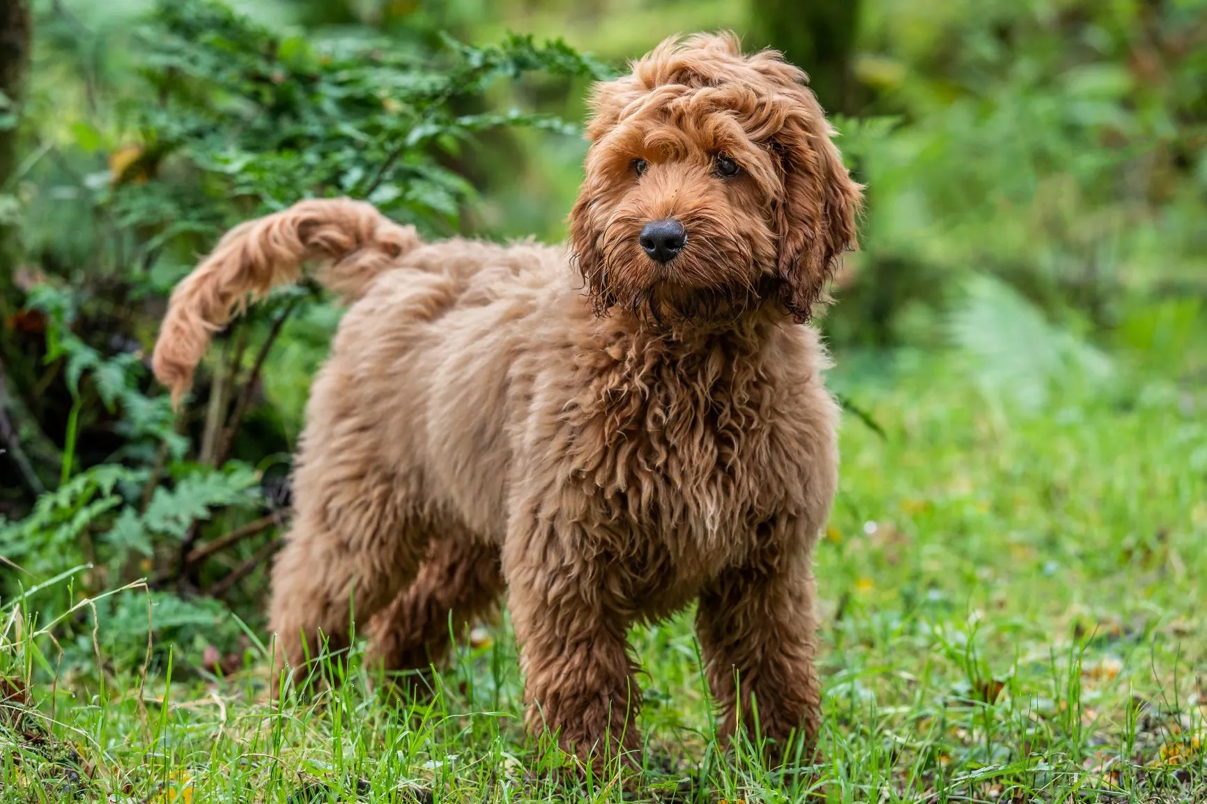 Chiot Cockapoo
