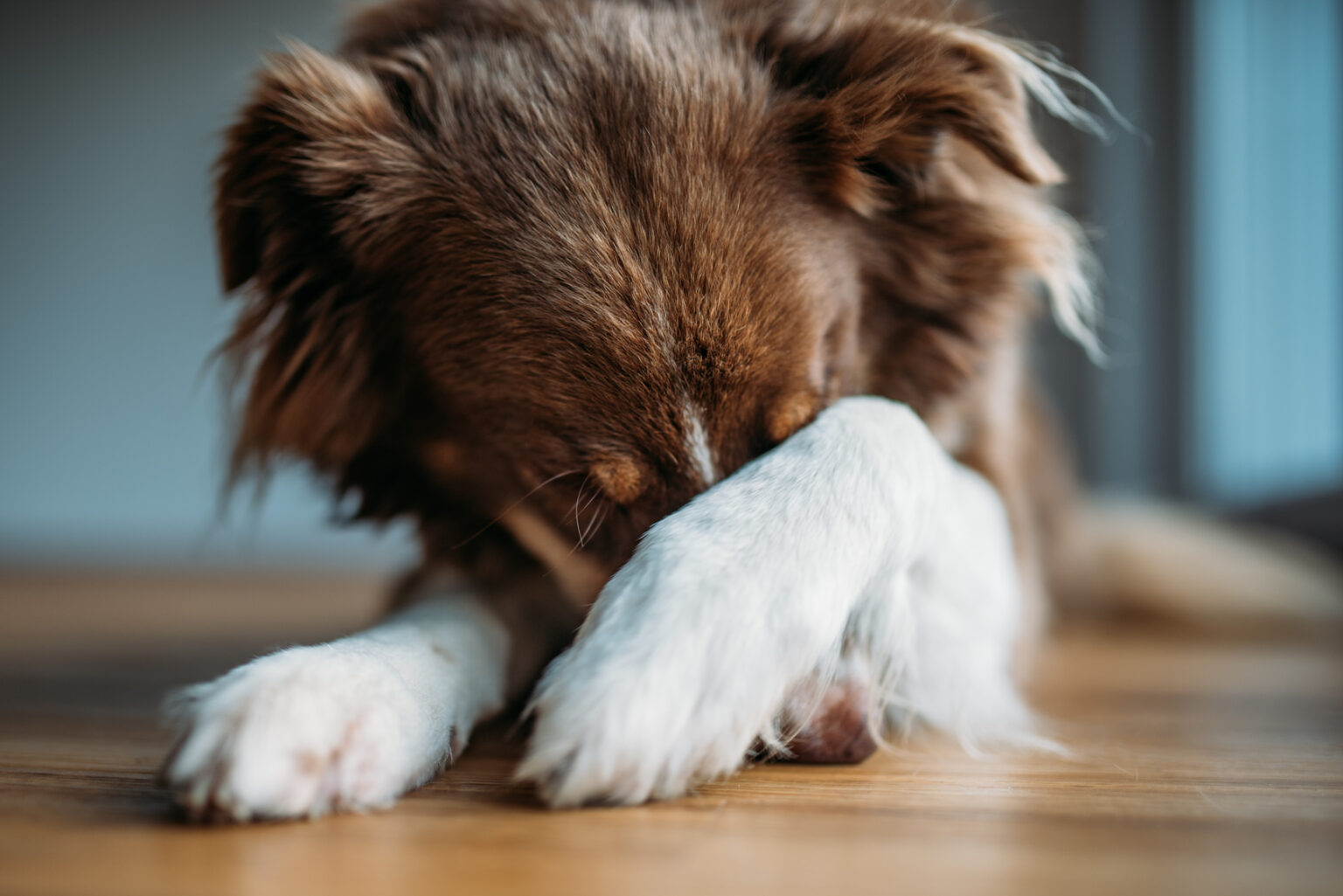 Nouvel An : Mon chien a peur des feux d'artifice | magazine zooplus