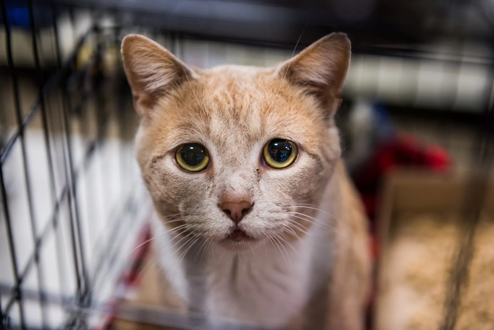 Un chat peut-il pleurer ? | zooplus Magazine