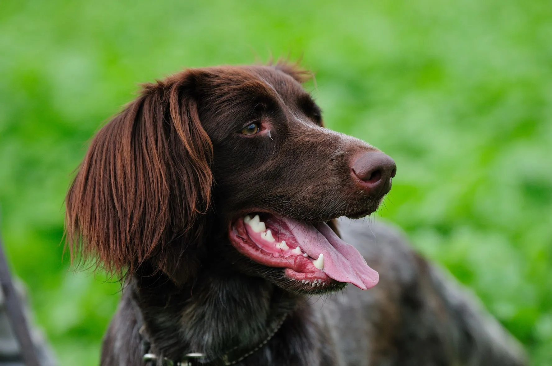 Dogue Allemand Brun Chocolat