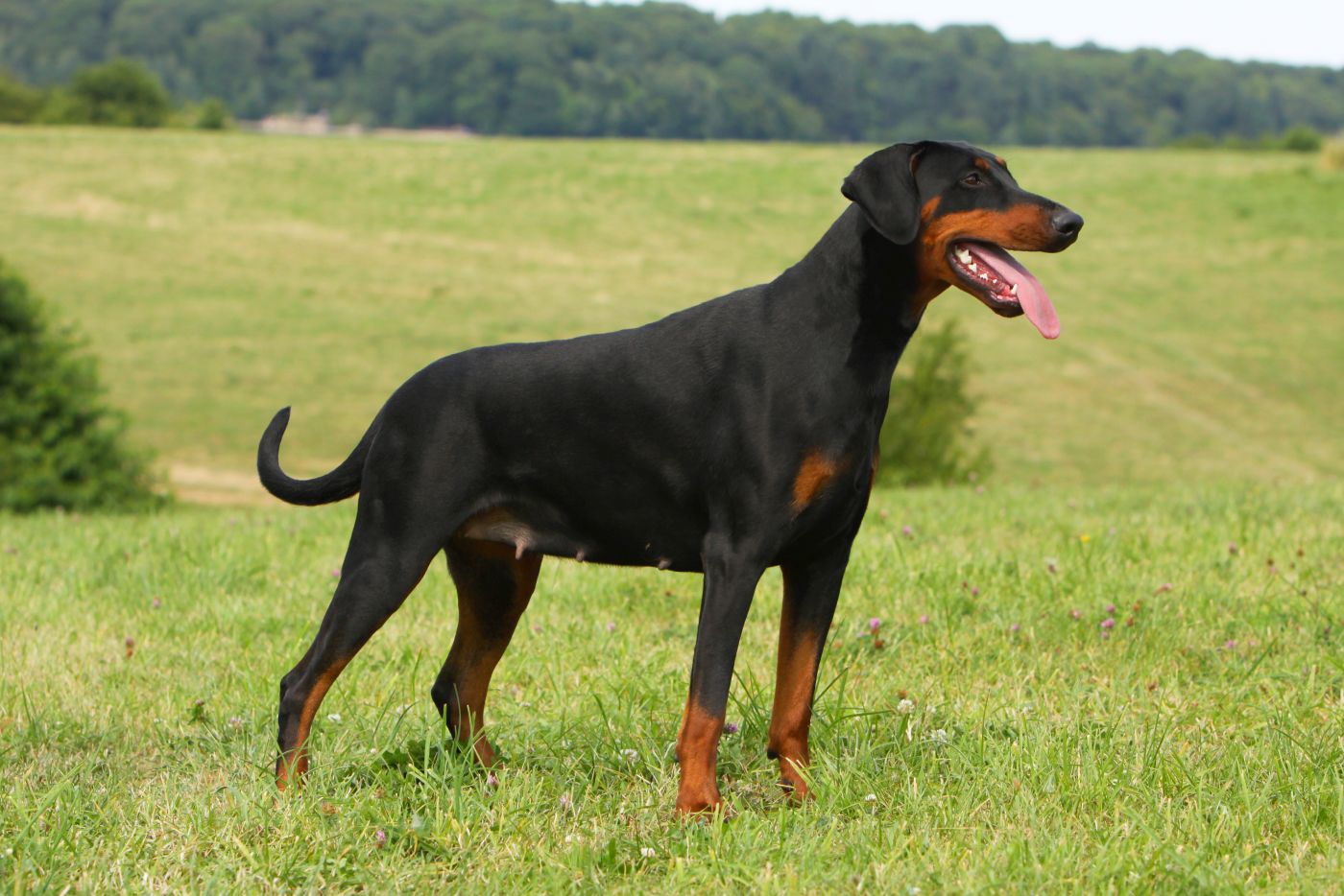 Dobermann : prix, caractère, élevage | zooplus Magazine