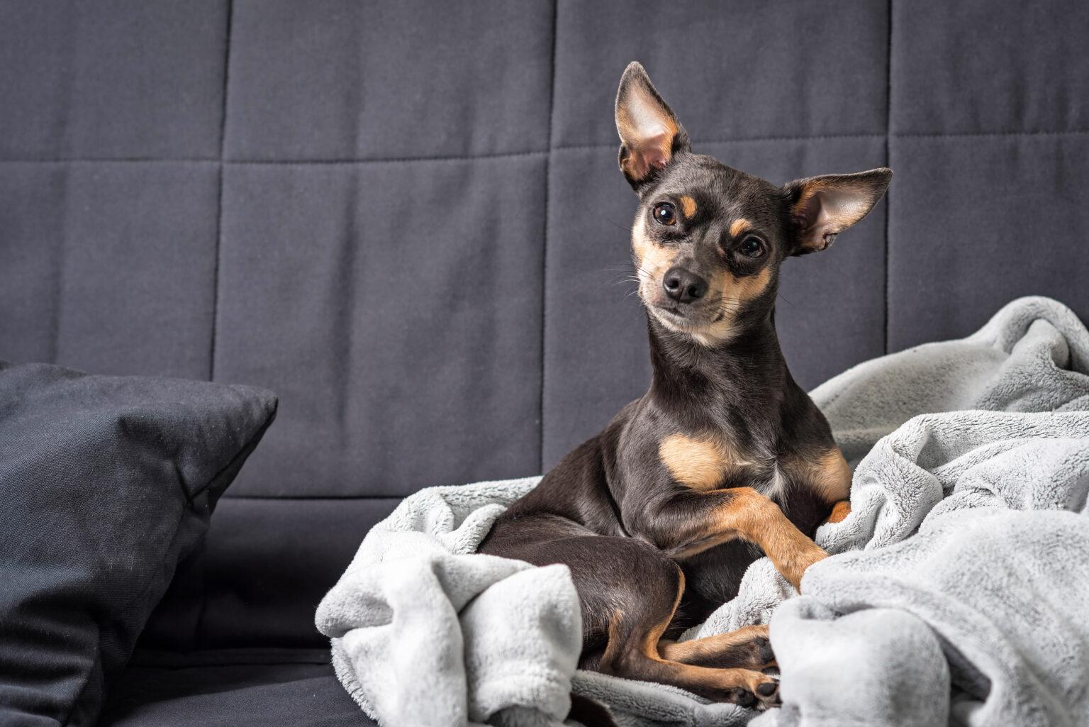 Pinscher nain : caractère, éducation, prix | zooplus Magazine
