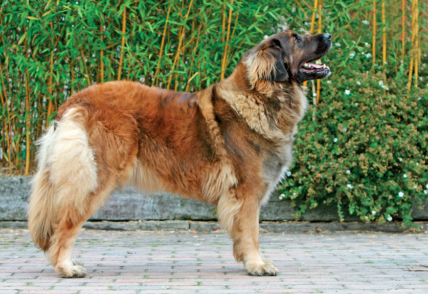 Leonberg : caractère, prix, mode de vie | zooplus Magazine
