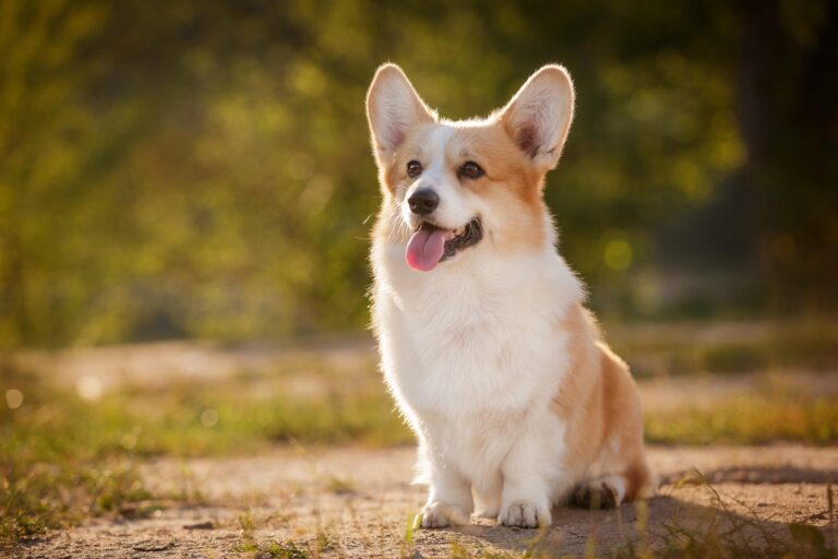 Welsh Corgi Pembroke : caractère, prix, éducation, élevage