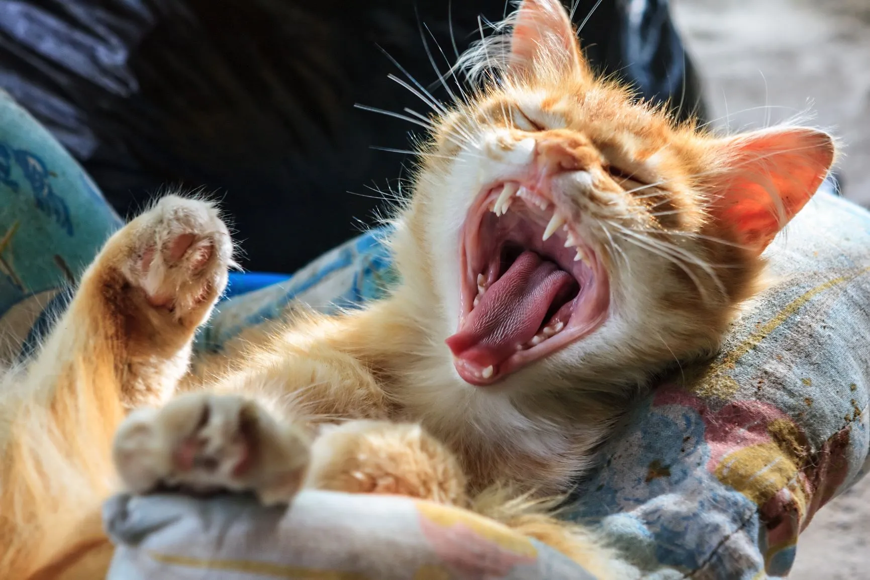 Anatomie Des Dents De Chat