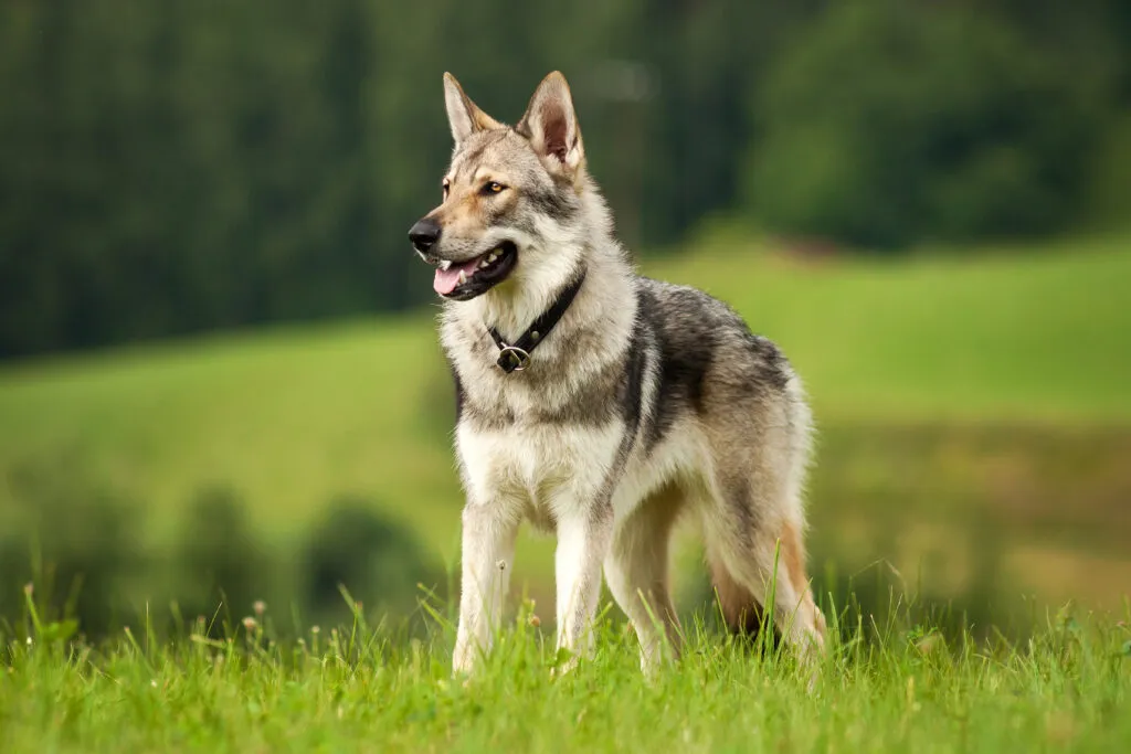 Chien-loup tchécoslovaque : caractère, prix, santé, dressage