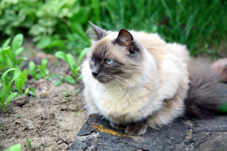 Races de chats hypoallergéniques : liste & conseils