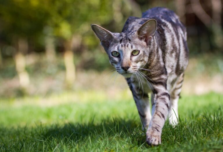 Races de chats hypoallergéniques : liste & conseils