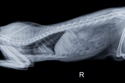L'anatomie du chat : tout savoir | Magazine zooplus