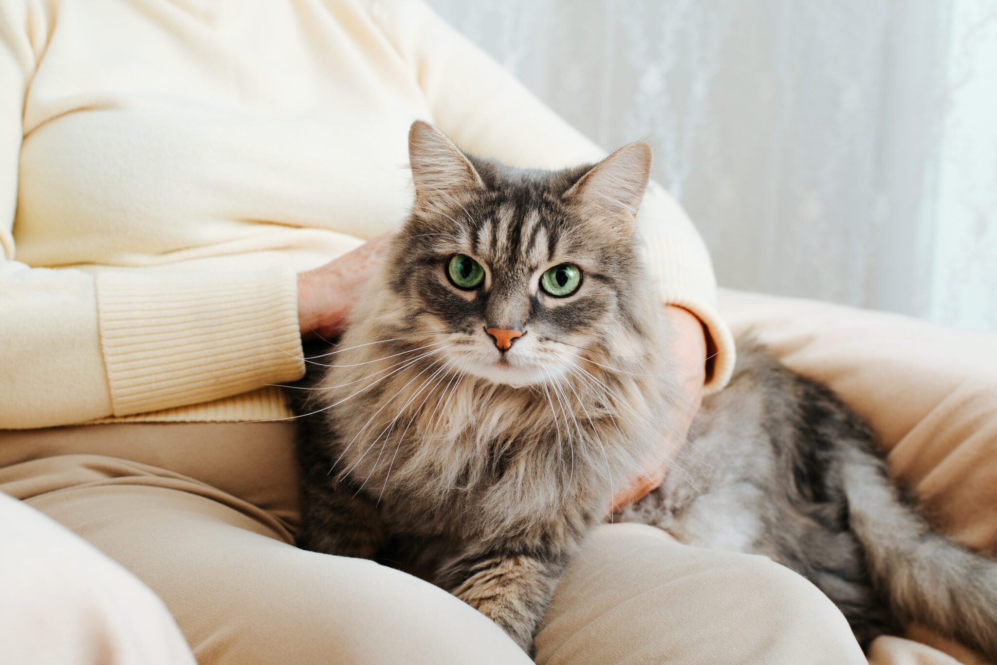 Cat sitter : faire garder son chat en toute tranquillité | zooplus