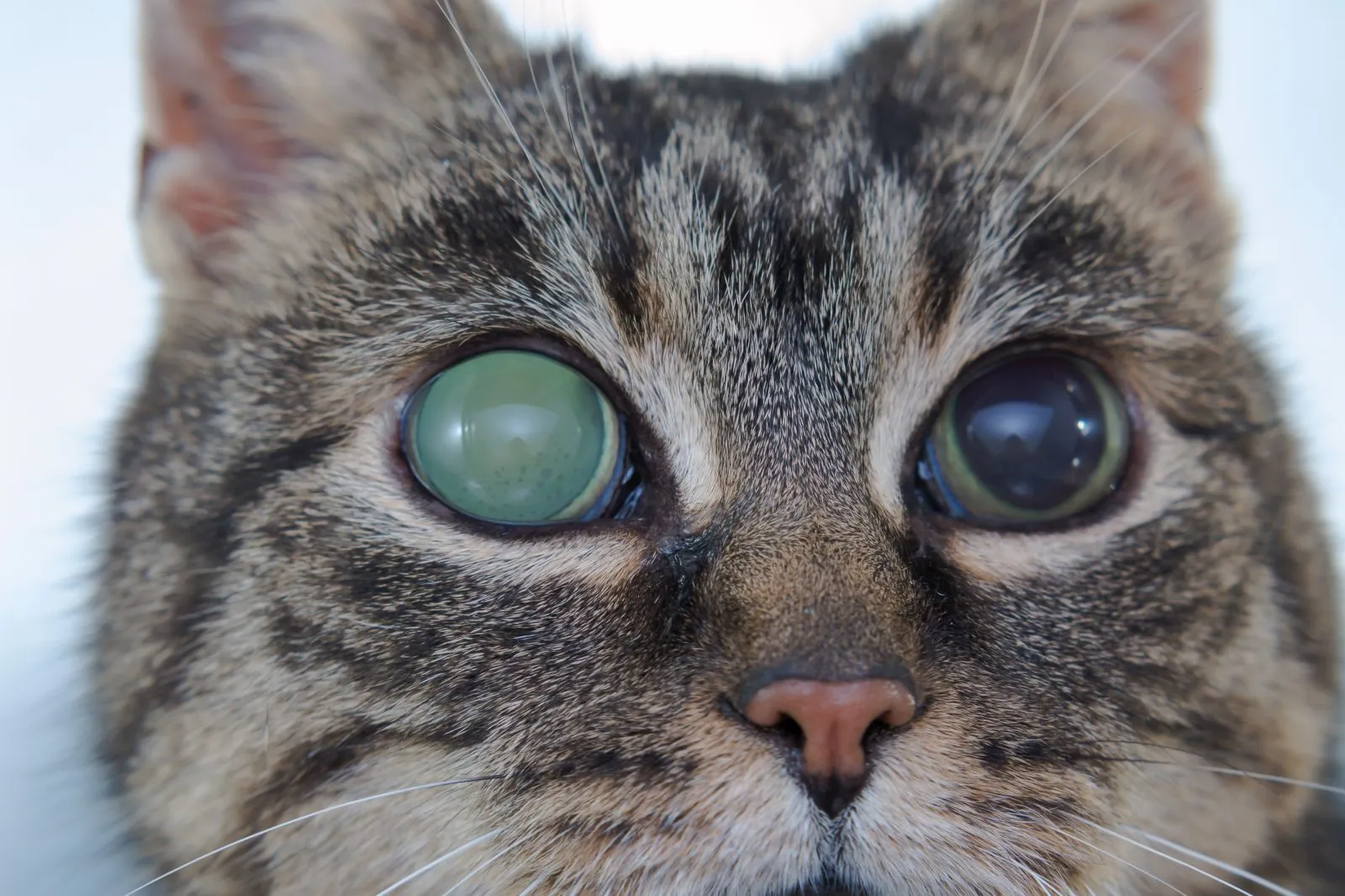 Yeux De Chat Oeil
