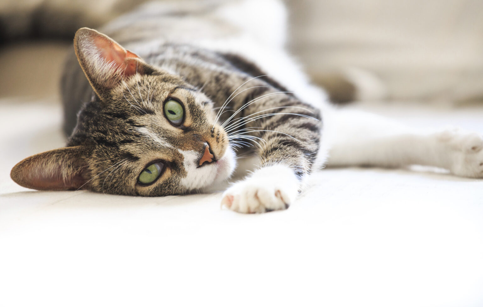 La chlamydiose du chat : symptômes et traitement | zooplus