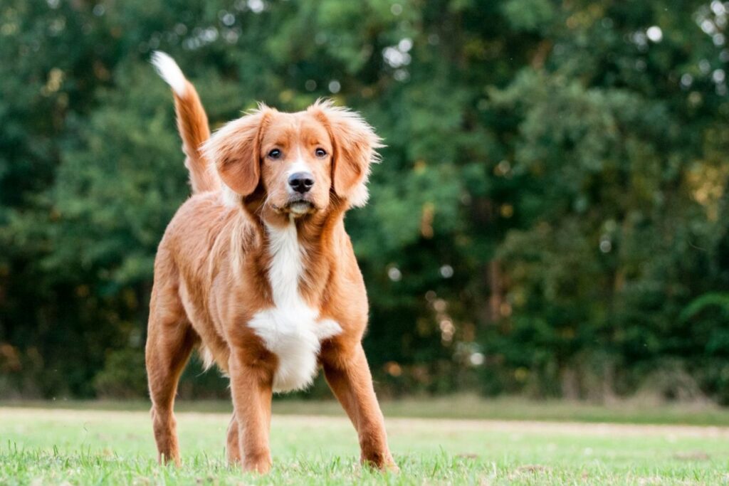 Retriever de la Nouvelle-Écosse : prix, élevage, adoption | zooplus