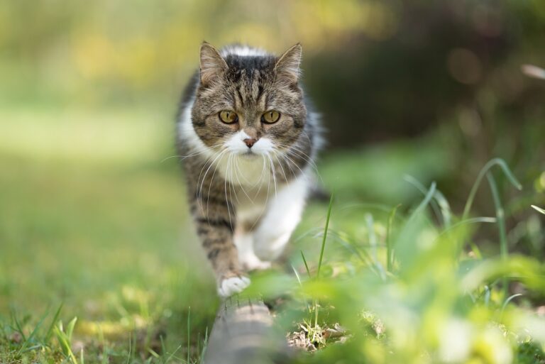 Moustache de chat : à quoi ça sert ? | Magazine zooplus