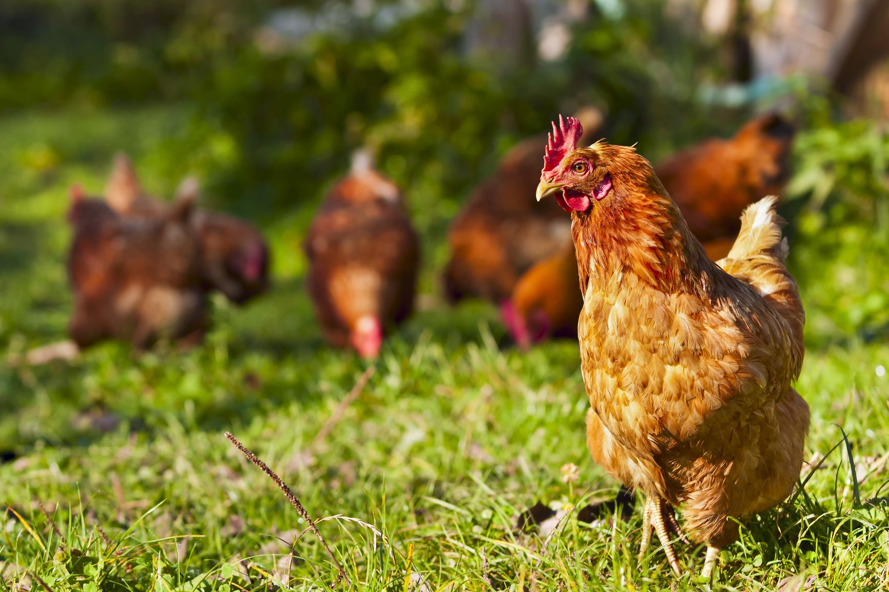 Elevage de poule pondeuse : 10 conseils avant de se lancer