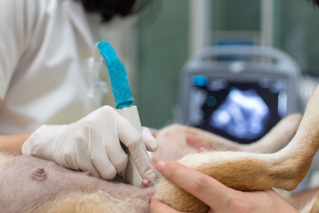 Naissance des chiots et allaitement : ce qu'il faut savoir