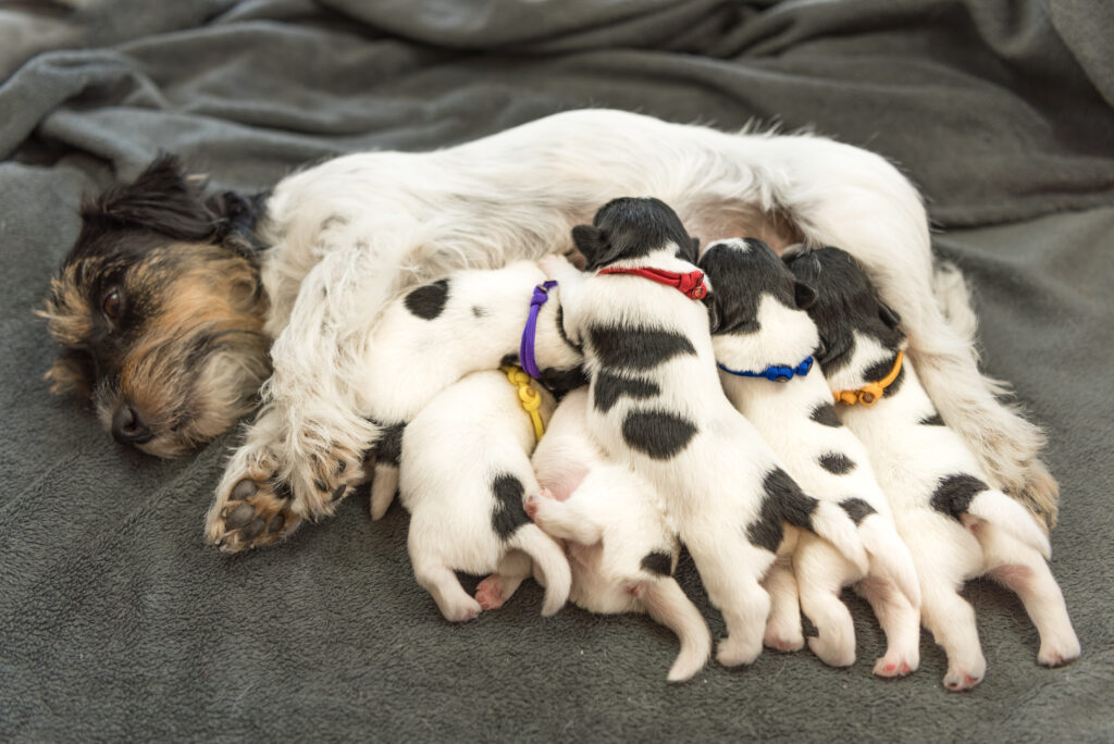 Naissance des chiots et allaitement : ce qu'il faut savoir